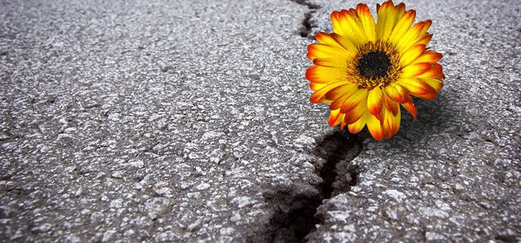 Emozioni positive: i 10 segreti per viverle ogni giorno