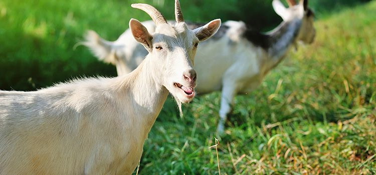 Come capire se una persona ti ama: capre vecchie e capre nuove